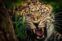 Lenny the Leopard - a poem by Damian Victor - All Poetry