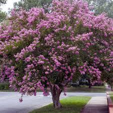 Crape-Myrtles - a poem by R. Byron Chambers - All Poetry