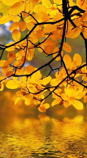 Wispy curls in the air - a poem by Quiet Wolf - All Poetry