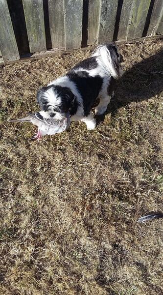 Farewell Betty Boo - a poem by Poeta de Cabra - All Poetry