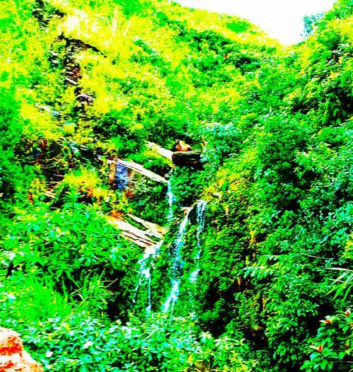 The Jade Woodlands - a poem by IdentityCrisis - All Poetry