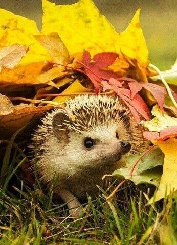 Hedgehog Poems - Modern Award-winning Hedgehog Poetry : All Poetry