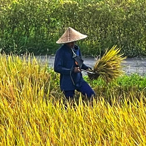 The Harvesters of the Rice - a poem by Adam Fisher - All Poetry