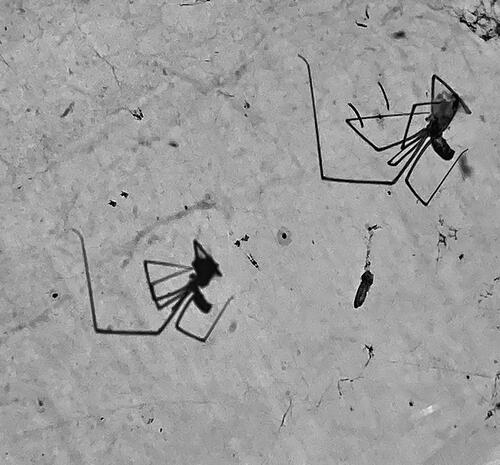 Lady Wilde Voyager VIII: Cemetery Spiders Of Autumn Calamity - a poem ...