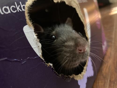 Rat Poems - Modern Award-winning Rat Poetry : All Poetry