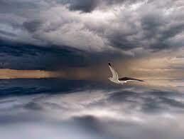 The Love Story Between a Seagull and a Broken Soul - a poem by ...