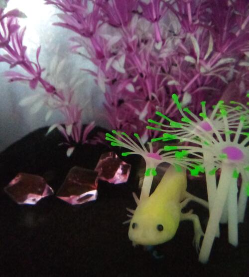 Axolotl Poems - Modern Award-winning Axolotl Poetry : All Poetry