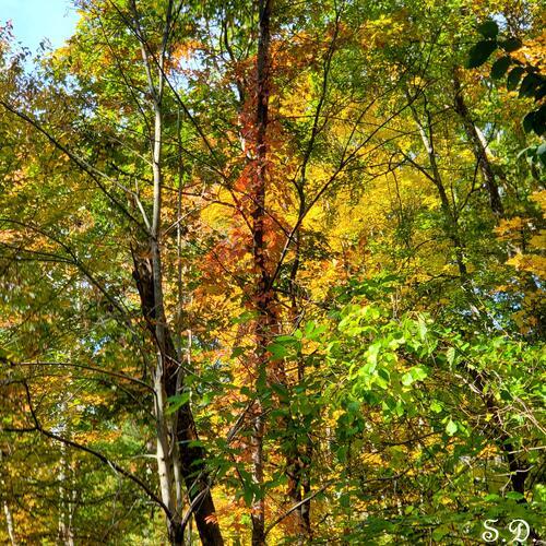 Maple Poems - Modern Award-winning Maple Poetry : All Poetry