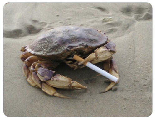 Crab Poems - Modern Award-winning Crab Poetry : All Poetry