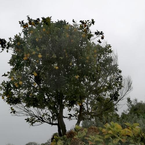 [tree november pray] - a poem by Nunoftferreira - All Poetry