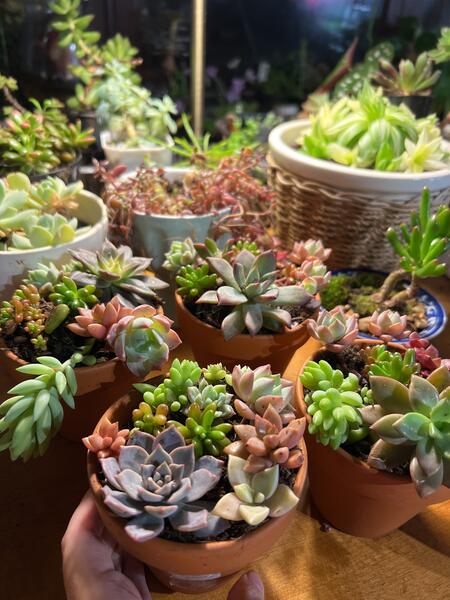 Succulents Poems - Modern Award-winning Succulents Poetry : All Poetry