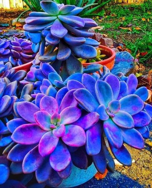 Succulents Poems - Modern Award-winning Succulents Poetry : All Poetry