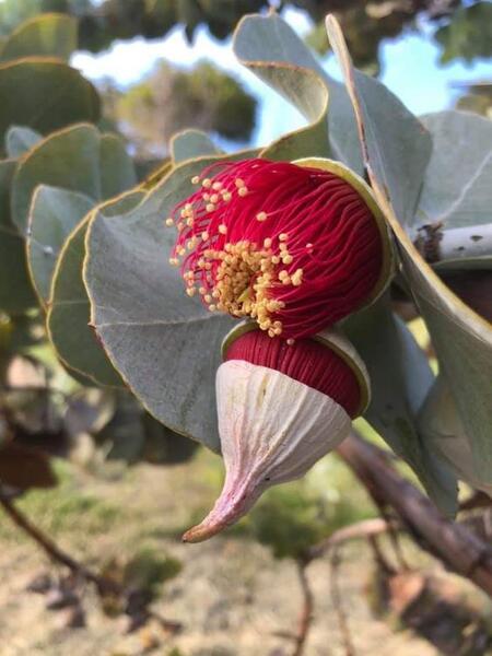 Eucalyptus gum tree Poems - Modern Award-winning Eucalyptus gum tree ...
