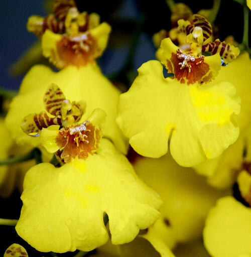 Orchid Poems - Modern Award-winning Orchid Poetry : All Poetry