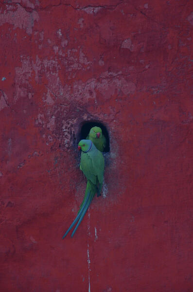 Parrots Poems - Modern Award-winning Parrots Poetry : All Poetry