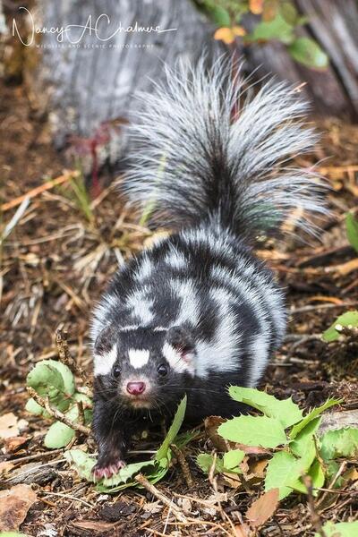 Skunk Poems - Modern Award-winning Skunk Poetry : All Poetry