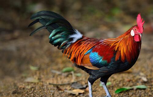 Rooster Poems - Modern Award-winning Rooster Poetry : All Poetry