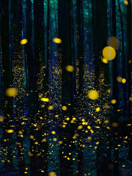 Fireflies Poems - Modern Award-winning Fireflies Poetry : All Poetry