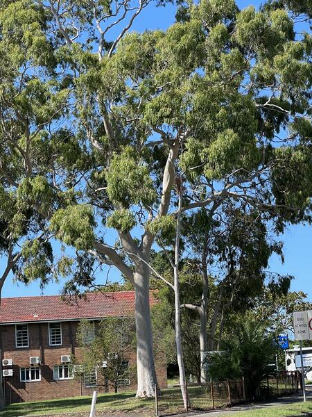 Mighty Gum Tree and the Offspring - a poem by Jujube - All Poetry