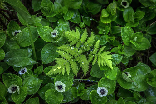 Bright Futures Rest In Green - a poem by All Red Jay - All Poetry