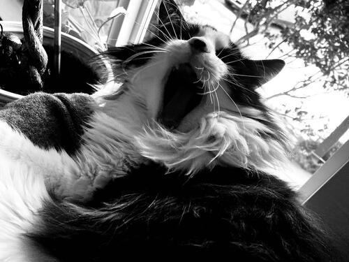 Waffles With Jazz Dreams Follow Sweet Samuel - a poem by Vibrant ...