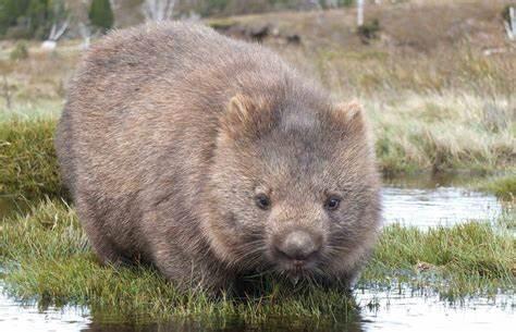 Wombat Poems - Modern Award-winning Wombat Poetry : All Poetry