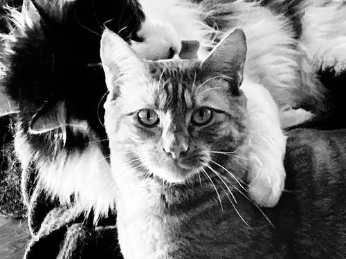 Yeti Poems - Modern Award-winning Yeti Poetry : All Poetry