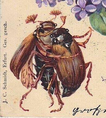 Beetles Poems - Modern Award-winning Beetles Poetry : All Poetry