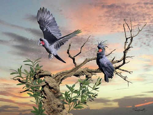 Cockatoo Poems - Modern Award-winning Cockatoo Poetry : All Poetry