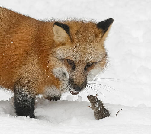 Fox Poems - Modern Award-winning Fox Poetry : All Poetry