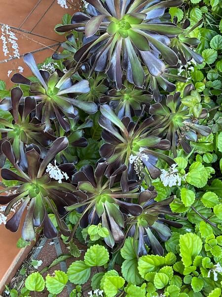 Purple Succulent and Flowers of the Vine Dressed in White - a poem by ...