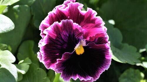 Pansy Poems - Modern Award-winning Pansy Poetry : All Poetry