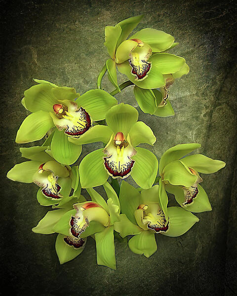 Orchid Poems - Modern Award-winning Orchid Poetry : All Poetry