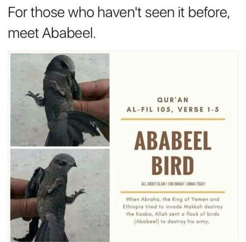 The tiny bird, Ababeel - a poem by abd taala ibnali - All Poetry