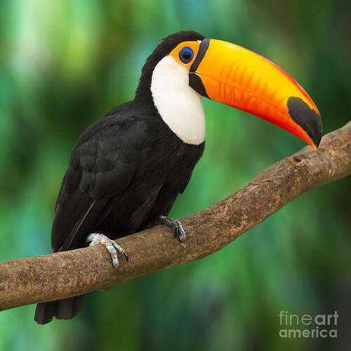 How a Toucan feels - a poem by DocFrank - All Poetry