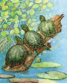 Turtle Poems - Modern Award-winning Turtle Poetry : All Poetry