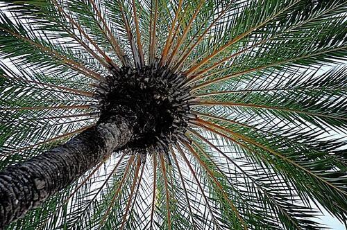 Palm Trees and Dandelions - a poem by Rebecca E - All Poetry