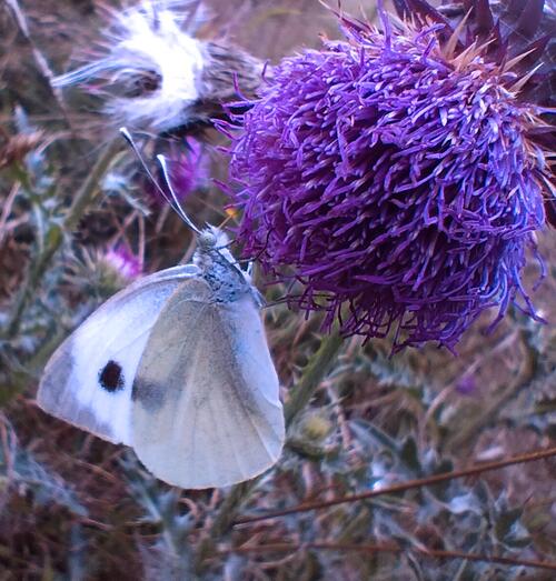 Butterflies and Thistles - From Devon Sonnets - a poem by Nick Bird ...