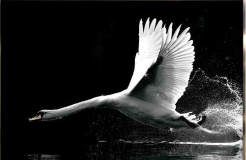 Golden key for life - a poem by Nunoftferreira - All Poetry