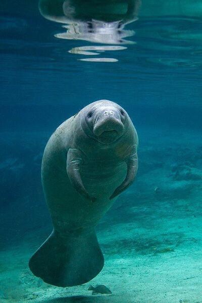 Manatee Poems - Modern Award-winning Manatee Poetry : All Poetry
