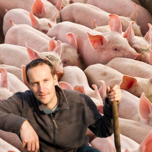 The Pigs' Owner - a poem by MichaelWright - All Poetry
