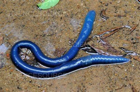 Earthworm Poems - Modern Award-winning Earthworm Poetry : All Poetry