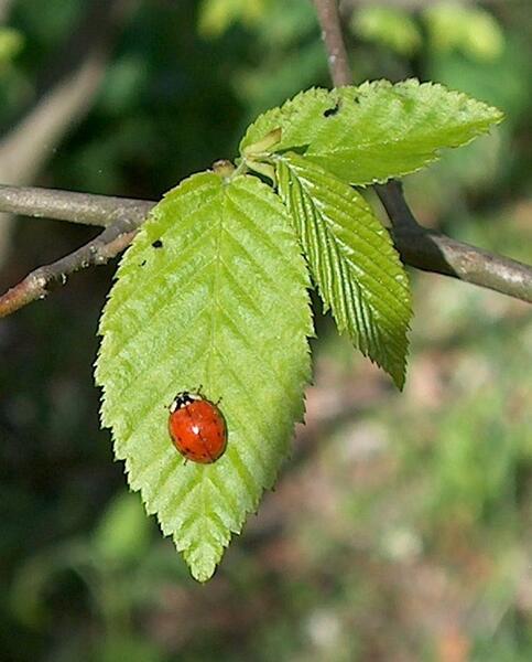 Lady Don’t Bug Me! - a poem by waydownuponjoy - All Poetry