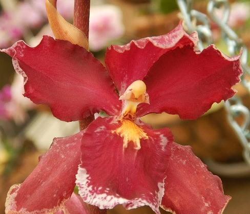 Orchid Poems - Modern Award-winning Orchid Poetry : All Poetry