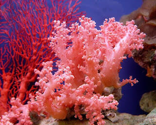 Coral Poems - Modern Award-winning Coral Poetry : All Poetry