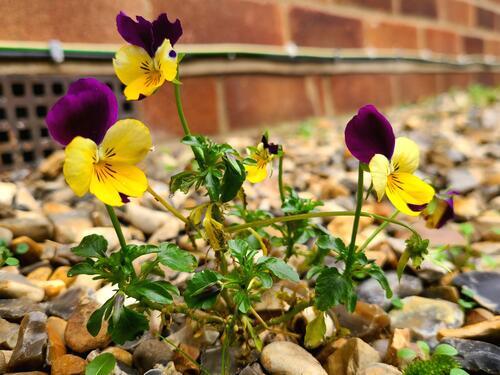 Pansy Poems - Modern Award-winning Pansy Poetry : All Poetry