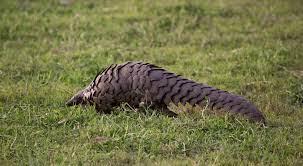 Pangolin Poems - Modern Award-winning Pangolin Poetry : All Poetry