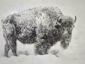 Buffalo Poems - Modern Award-winning Buffalo Poetry : All Poetry