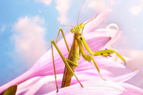 Praying mantis Poems - Modern Award-winning Praying mantis Poetry : All ...