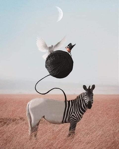 Zebra Poems - Modern Award-winning Zebra Poetry : All Poetry